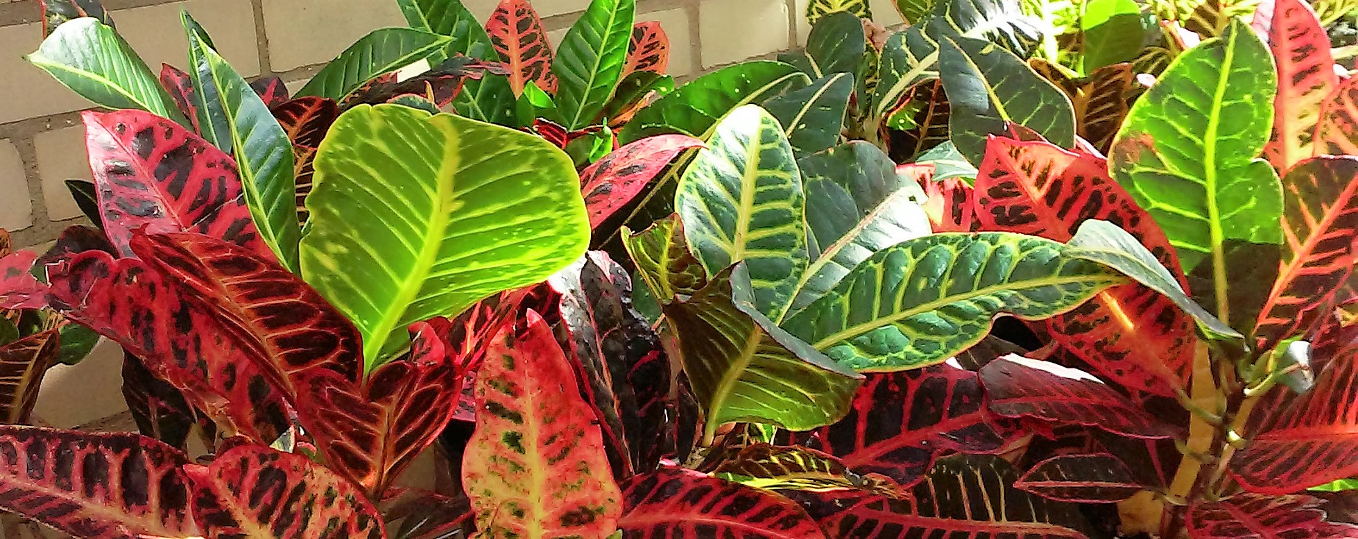 Tropical Foliage Plants