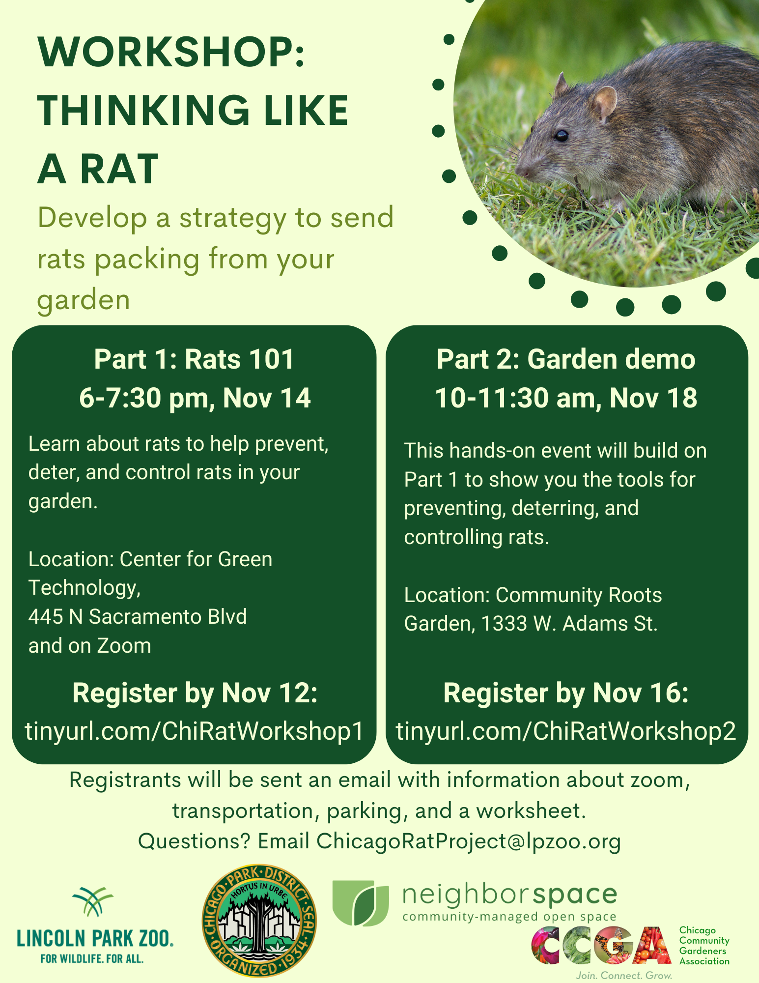 Thinking Like a Rat Workshop (Part 1): Rats 101 - Chicago Community ...